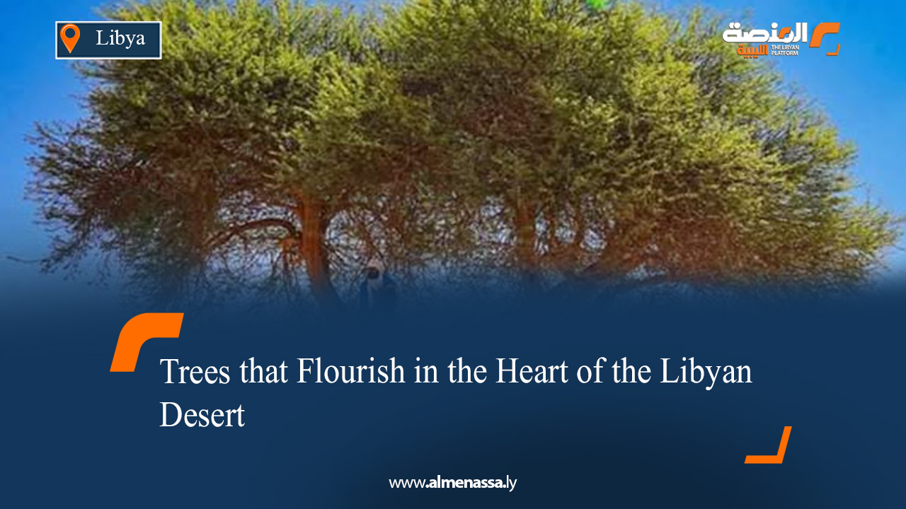 Trees that Flourish in the Heart of the Libyan Desert – The Libyan Platform