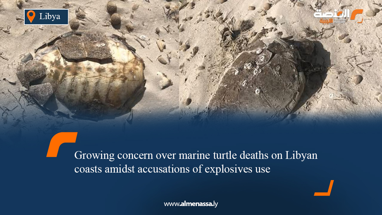 Growing concern over marine turtle deaths on Libyan coasts amidst ...