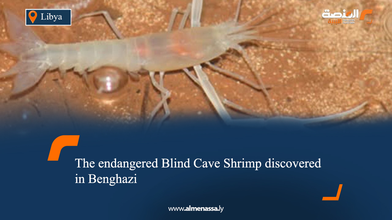 The endangered Blind Cave Shrimp discovered in Benghazi – The Libyan ...
