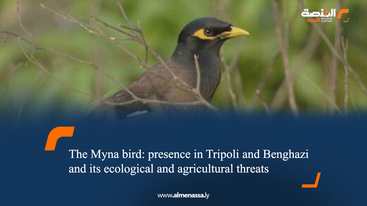 The Myna bird: presence in Tripoli and Benghazi and its ecological and ...