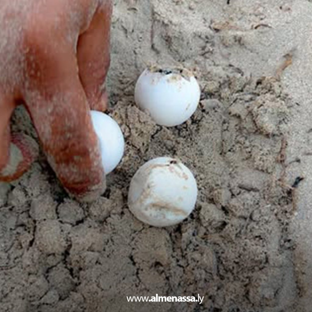 Turtle Eggs: Alleged benefits, health risks, and the growing threat of ...